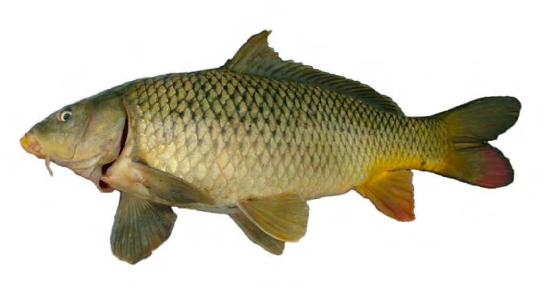 Common Carp | Mississippi Department of Wildlife, Fisheries, and Parks